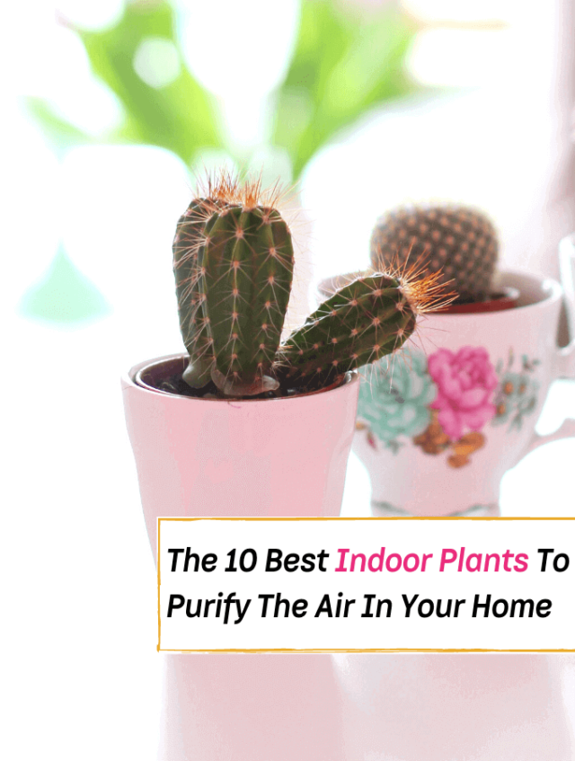 The 10 Best Indoor Plants To Purify The Air In Your Home Everything the-10-best-indoor-plants-to-purify-the-air-in-your-home-everything