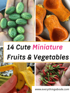 14 Cute Miniature Dwarf Vegetables & Fruit Plants For Tiny Gardens ...