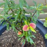 14 Cute Miniature Dwarf Vegetables & Fruit Plants For Tiny Gardens ...