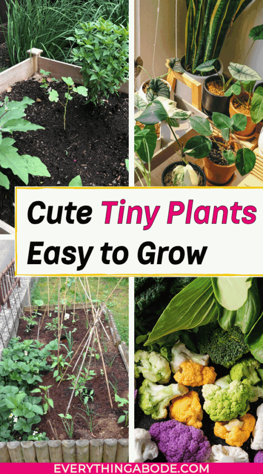 14 Cute Miniature Dwarf Vegetables & Fruit Plants For Tiny Gardens ...