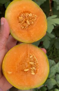 14 Cute Miniature Dwarf Vegetables & Fruit Plants For Tiny Gardens ...