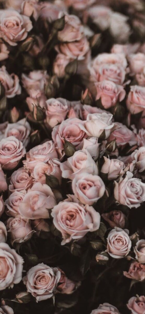 22+ Beautiful Rose Wallpaper iPhone Backgrounds - Everything Abode