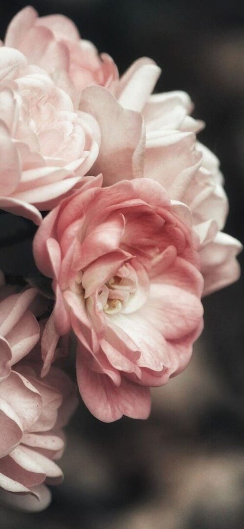 22+ Beautiful Rose Wallpaper iPhone Backgrounds - Everything Abode