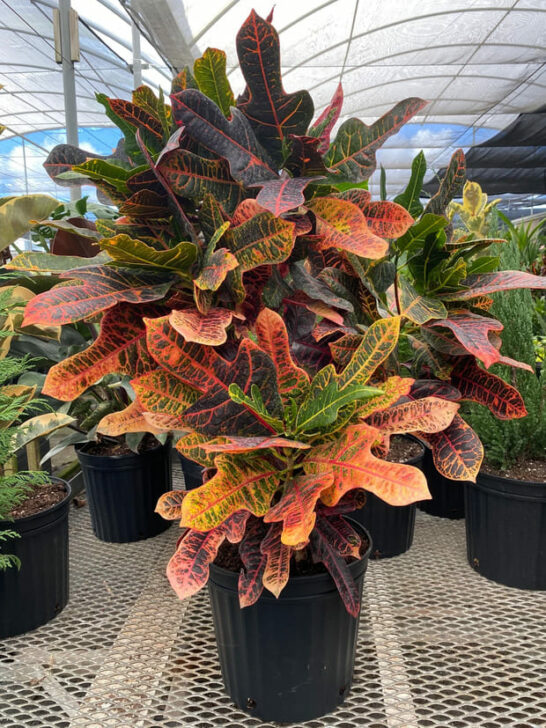 27 Beautiful Indoor House Plants for the Home in 2023