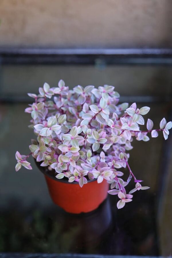 15 Stunning Pink Houseplants You Need For Your Home ASAP - Everything Abode