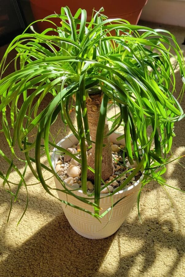 27 Beautiful Indoor House Plants for the Home in 2023