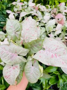15 Stunning Pink Houseplants You Need For Your Home ASAP - Everything Abode