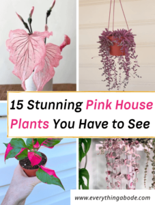 15 Stunning Pink House Plants For the Home - Everything Abode