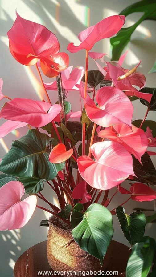 15 Stunning Pink Houseplants You Need For Your Home ASAP - Everything Abode