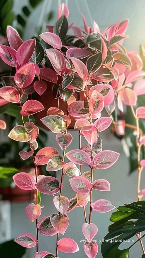 15 Stunning Pink Houseplants You Need For Your Home ASAP - Everything Abode