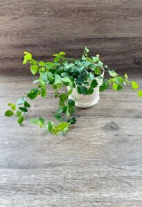 35 Small Indoor Houseplants that Can Fit Almost Anywhere - Everything Abode