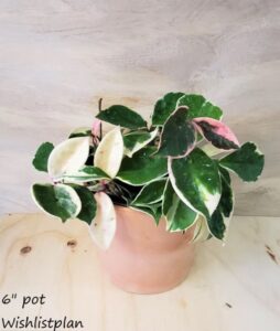 35 Small Indoor Houseplants that Can Fit Almost Anywhere - Everything Abode