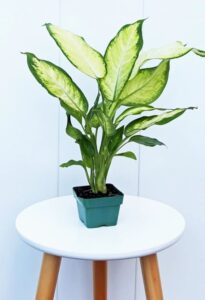 35 Small Indoor Houseplants that Can Fit Almost Anywhere - Everything Abode