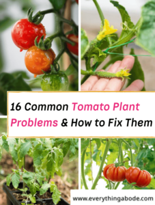 16 Common Tomato Plant Problems & How to Fix Them - Everything Abode