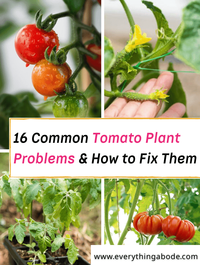 16 Common Tomato Plant Problems And How To Fix Them Everything Abode