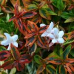 Abelia Perennial Plant Growing Guide: How to Grow and Care for Abelia ...