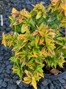 Abelia Perennial Plant Growing Guide: How to Grow and Care for Abelia ...