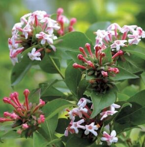 Abelia Perennial Plant Growing Guide: How to Grow and Care for Abelia ...