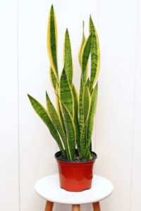 The Top Kitchen Plants for Your Health & Wellness - Everything Abode