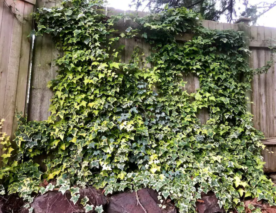 7 Best Clinging Vines That Climb on Anything - Everything Abode