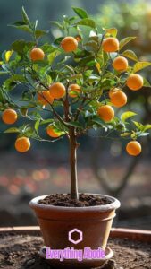 How to Grow an Orange Tree in a Container Pot - Everything Abode