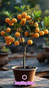 How to Grow an Orange Tree in a Container Pot - Everything Abode