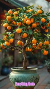 How to Grow an Orange Tree in a Container Pot - Everything Abode
