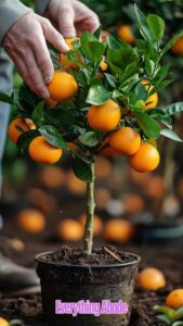 How to Grow an Orange Tree in a Container Pot - Everything Abode