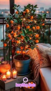 How to Grow an Orange Tree in a Container Pot - Everything Abode
