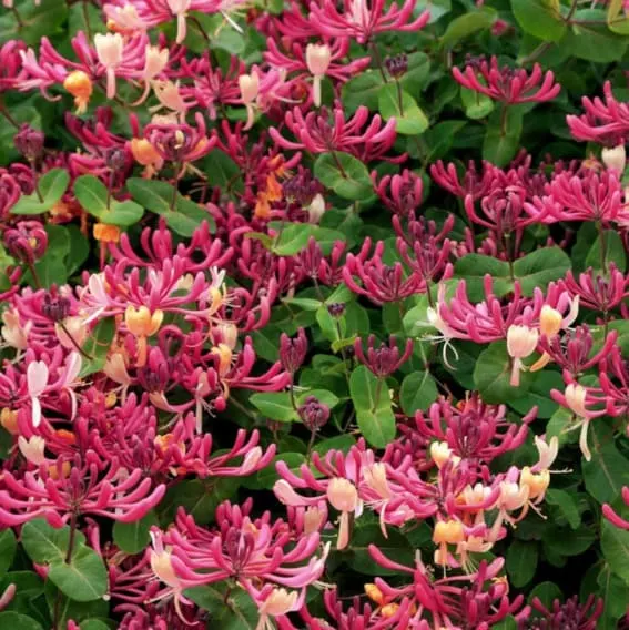 7 Best Clinging Vines That Climb on Anything - Everything Abode