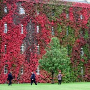 7 Best Clinging Vines That Climb on Anything - Everything Abode