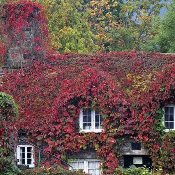 7 Best Clinging Vines That Climb on Anything - Everything Abode