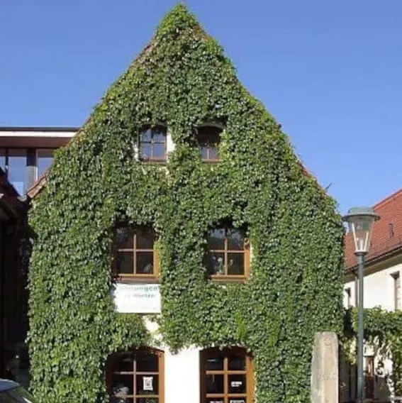 7 Best Clinging Vines That Climb on Anything - Everything Abode