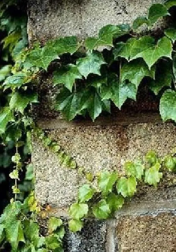 7 Best Clinging Vines That Climb on Anything - Everything Abode