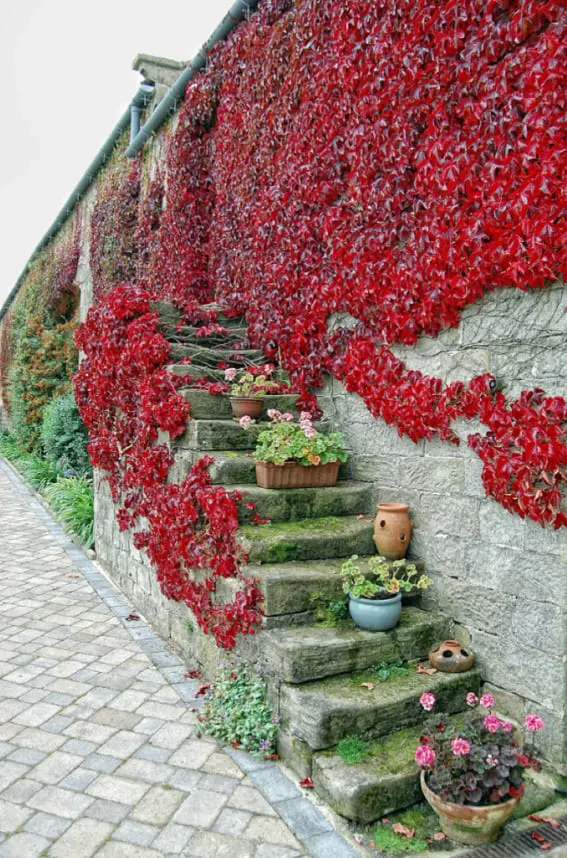 7 Best Clinging Vines That Climb on Anything - Everything Abode