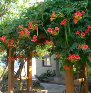 7 Best Clinging Vines That Climb on Anything - Everything Abode