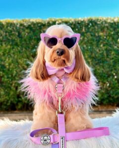 30 Halloween Pet Costume Ideas You Have to Make - Everything Abode