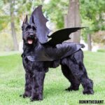30 Halloween Pet Costume Ideas You Have to Make - Everything Abode