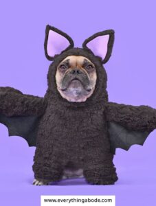 30 Halloween Pet Costume Ideas You Have to Make - Everything Abode