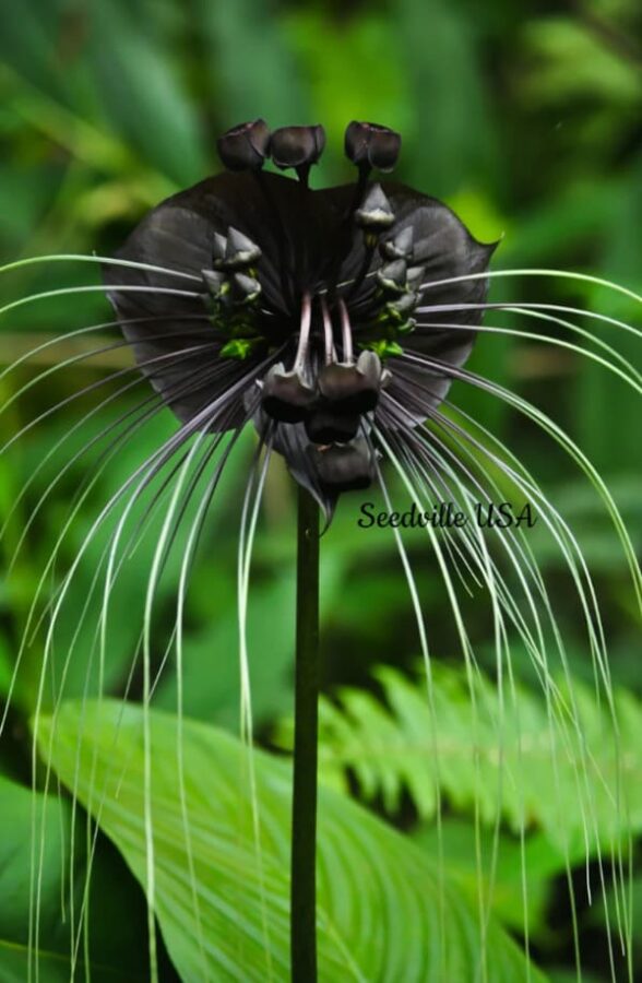 How to Care for the Mesmerizing Black Bat Flower - Everything Abode