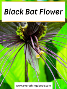 How to Care for the Mesmerizing Black Bat Flower - Everything Abode