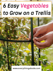 6 Easy Vegetables That Grow on a Trellis - Everything Abode