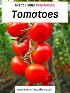 6 Easy Vegetables That Grow on a Trellis - Everything Abode