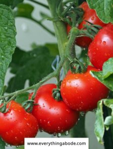 6 Easy Vegetables That Grow on a Trellis - Everything Abode