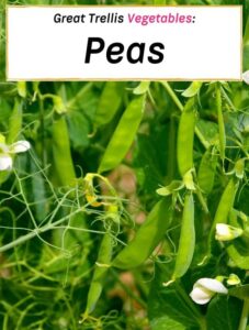 6 Easy Vegetables That Grow on a Trellis - Everything Abode