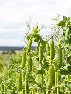 6 Easy Vegetables That Grow on a Trellis - Everything Abode