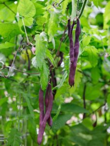 6 Easy Vegetables That Grow on a Trellis - Everything Abode