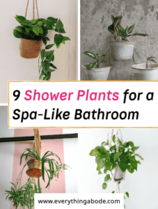 9 Shower Plants to Create Your Own Indoor Jungle - Everything Abode